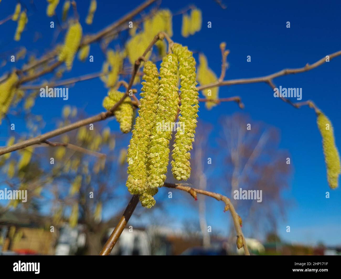 Hazel bush hi-res stock photography and images - Alamy