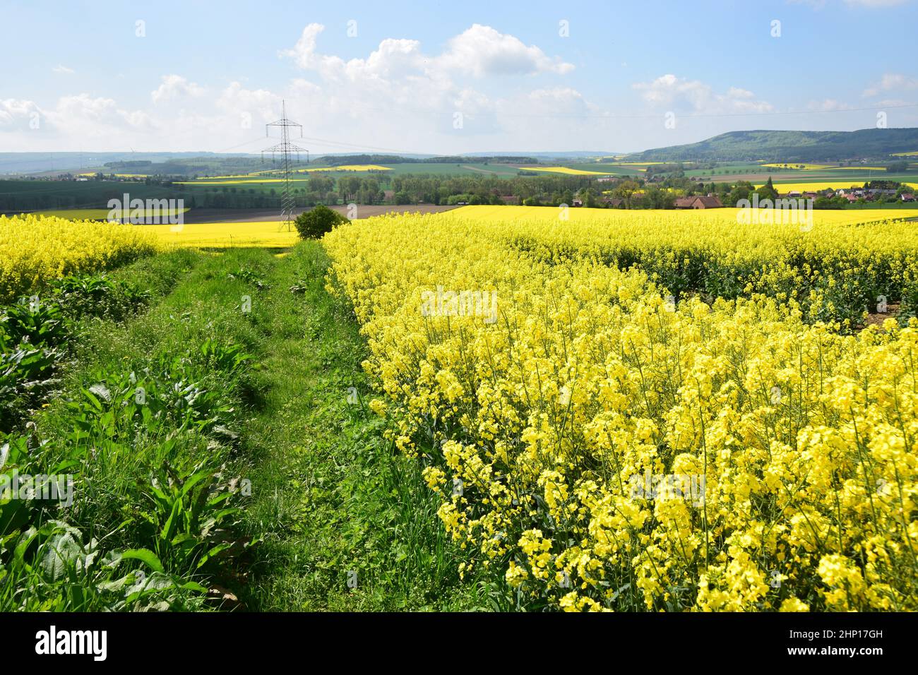 Rapeseed field road hi-res stock photography and images - Alamy
