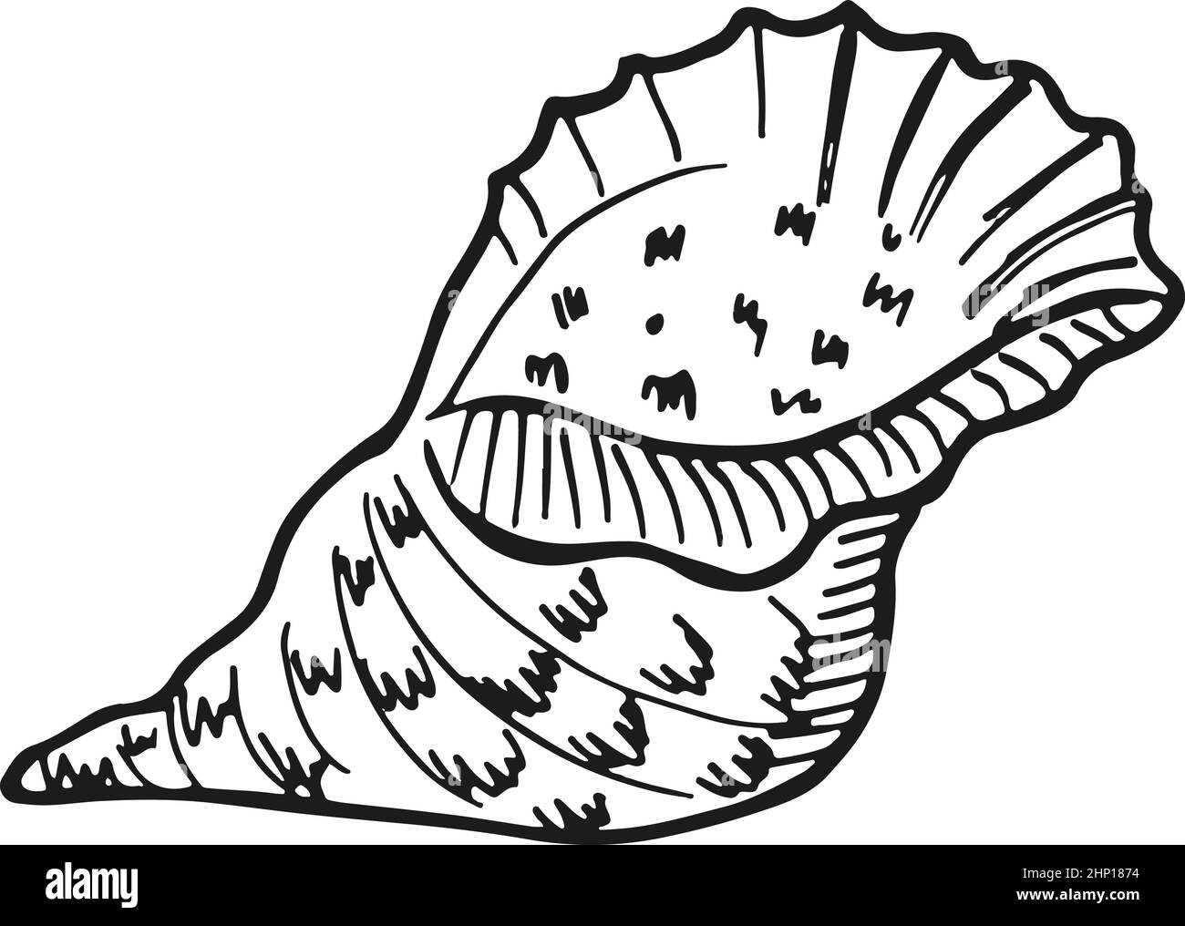 Seashell drawing Black and White Stock Photos & Images - Alamy