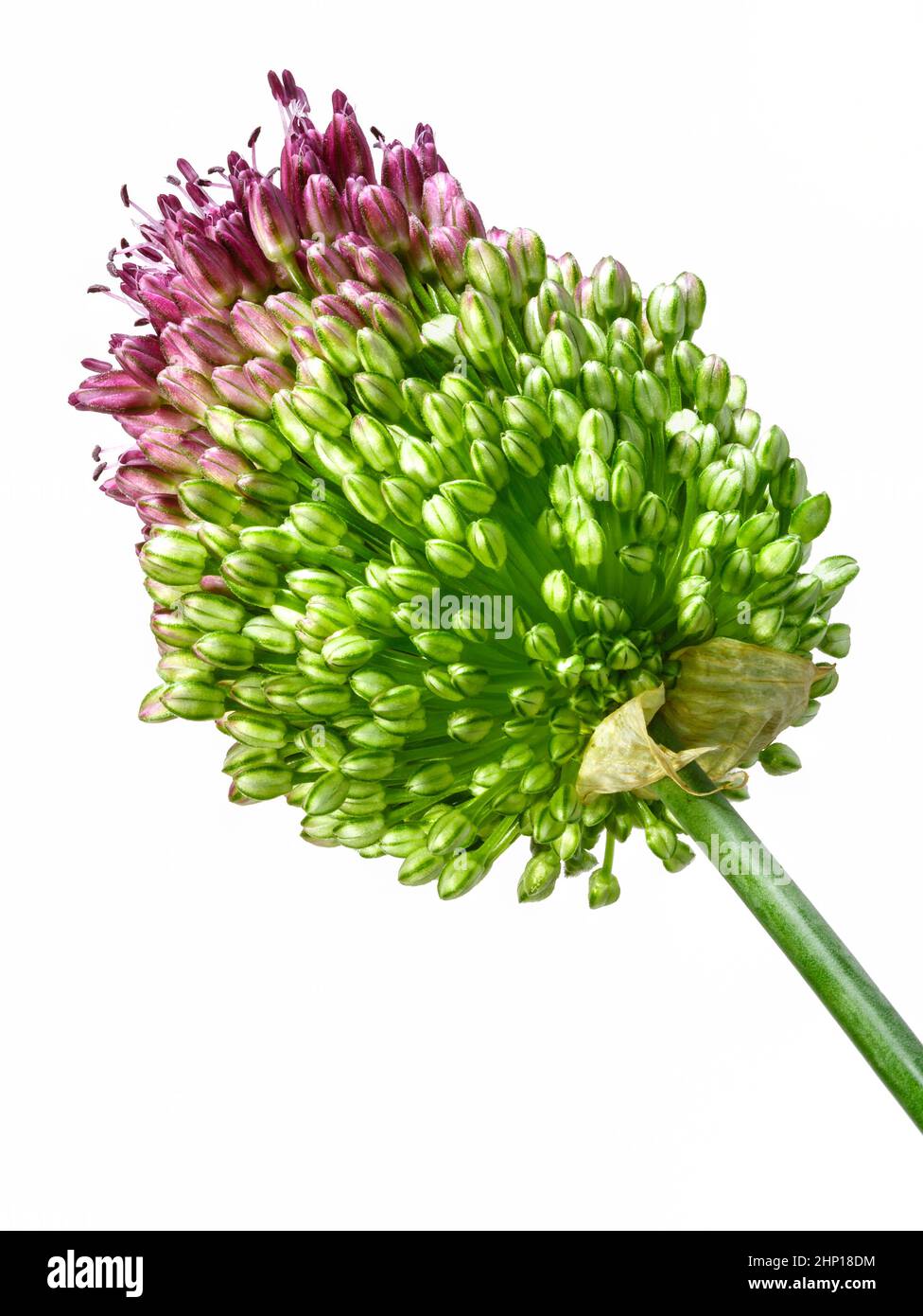 Allium, leek flower on white background Stock Photo - Alamy