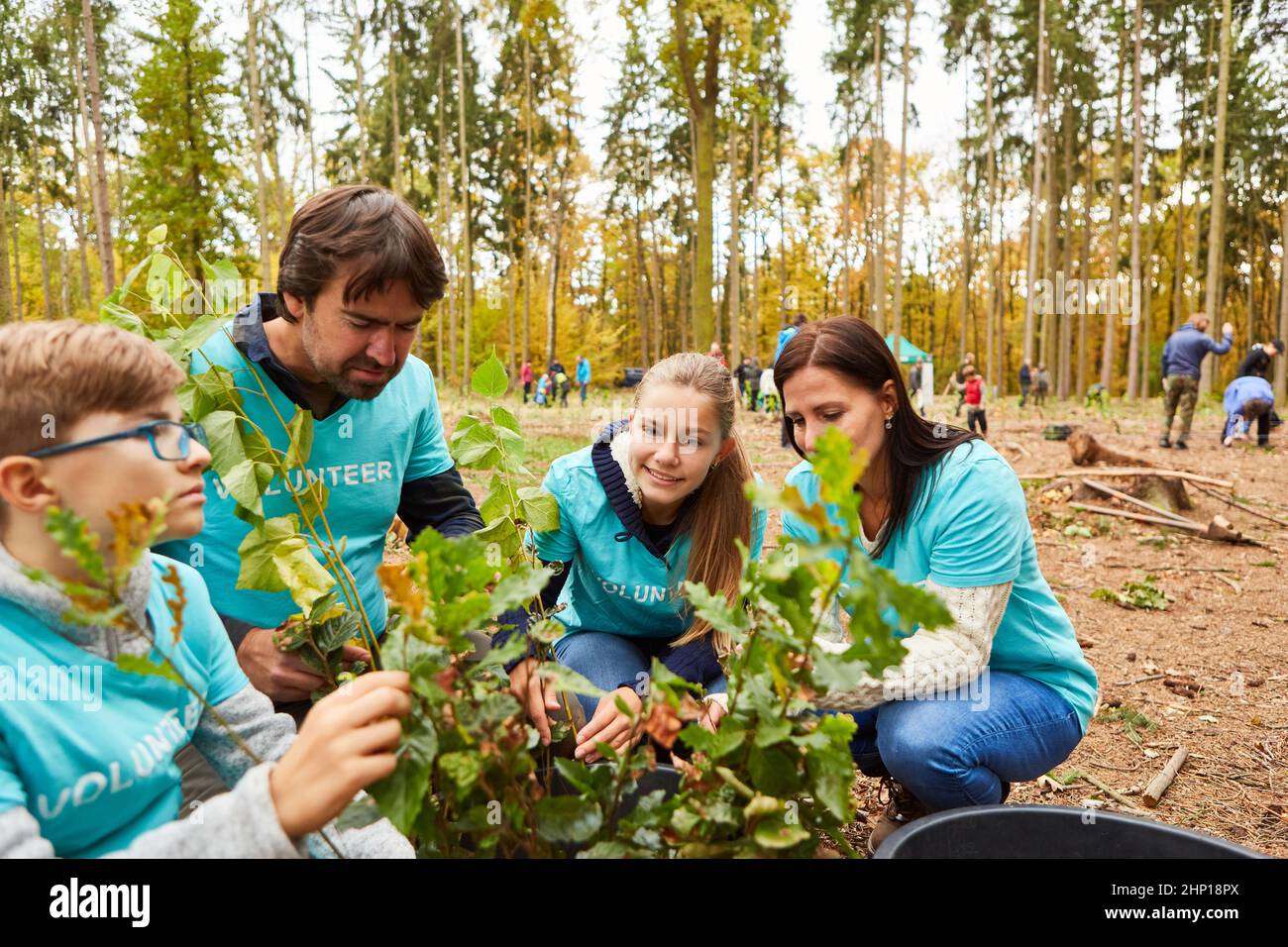 Family as volunteers and environmentalists in the forest planting trees ...