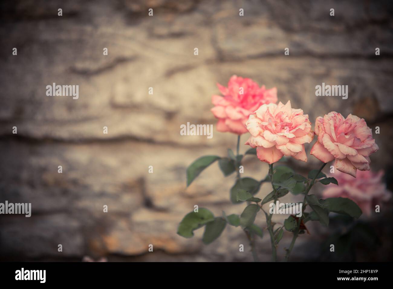 Image of some natural pink roses Stock Photo - Alamy