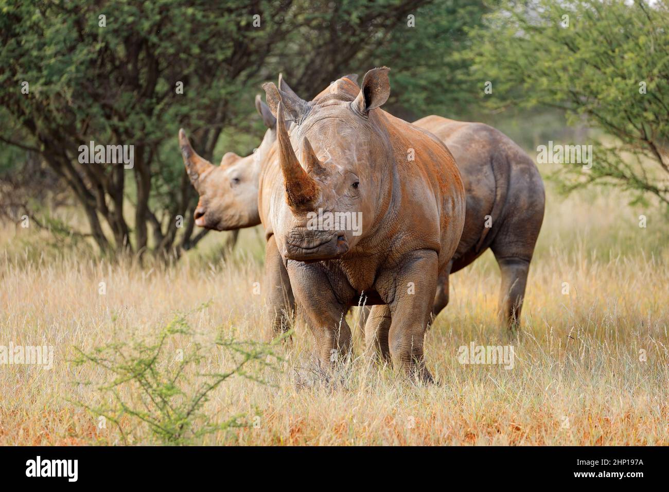 Endangered white rhinoceros (Ceratotherium simum) in natural habitat, South Africa Stock Photo ...