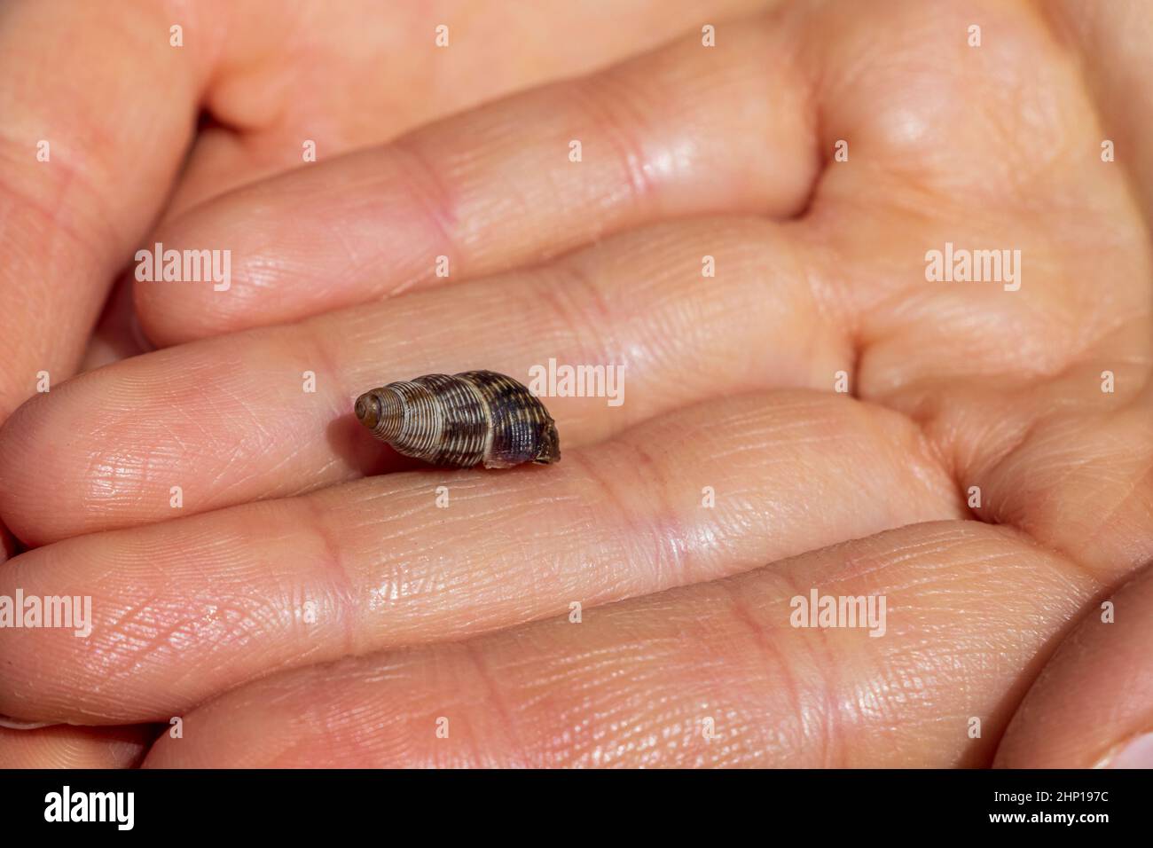 Small seashell in hand in Mallorca Spain Stock Photo - Alamy