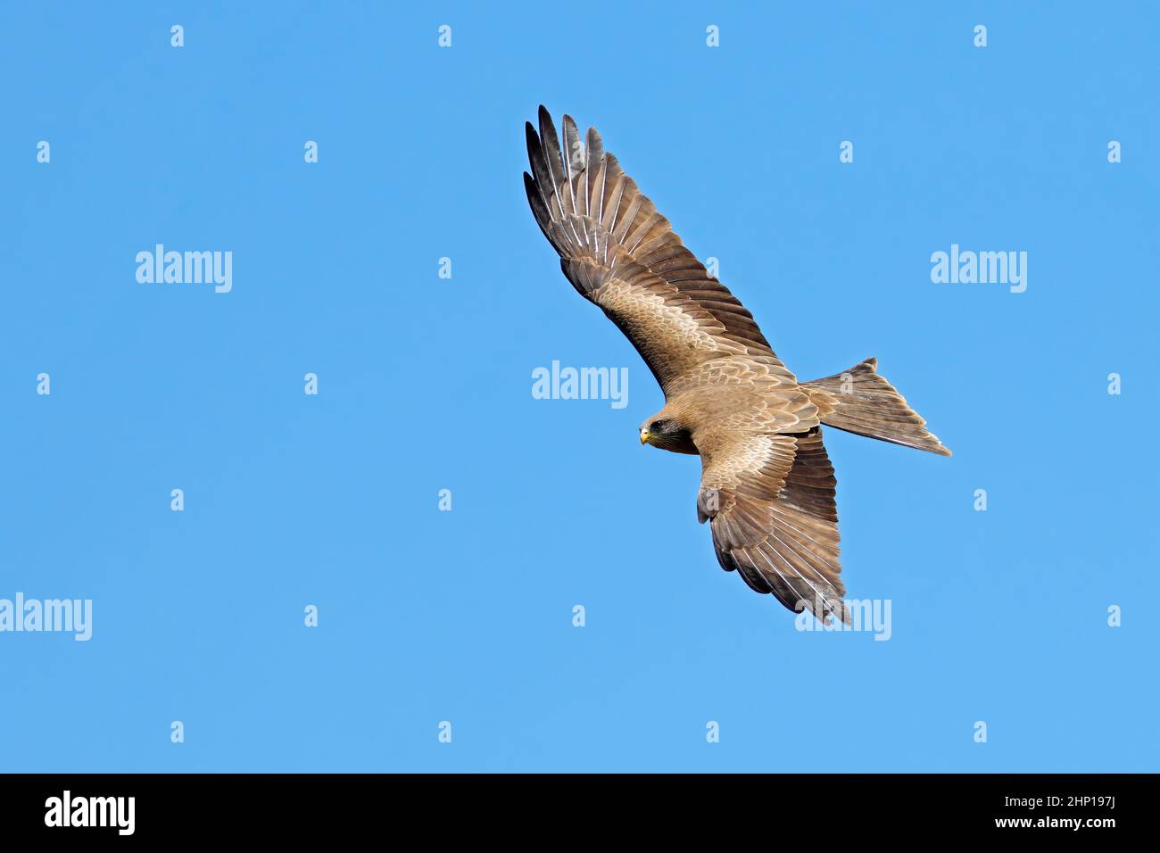A yellow-billed kite (Milvus aegyptius) in flight against a clear blue ...