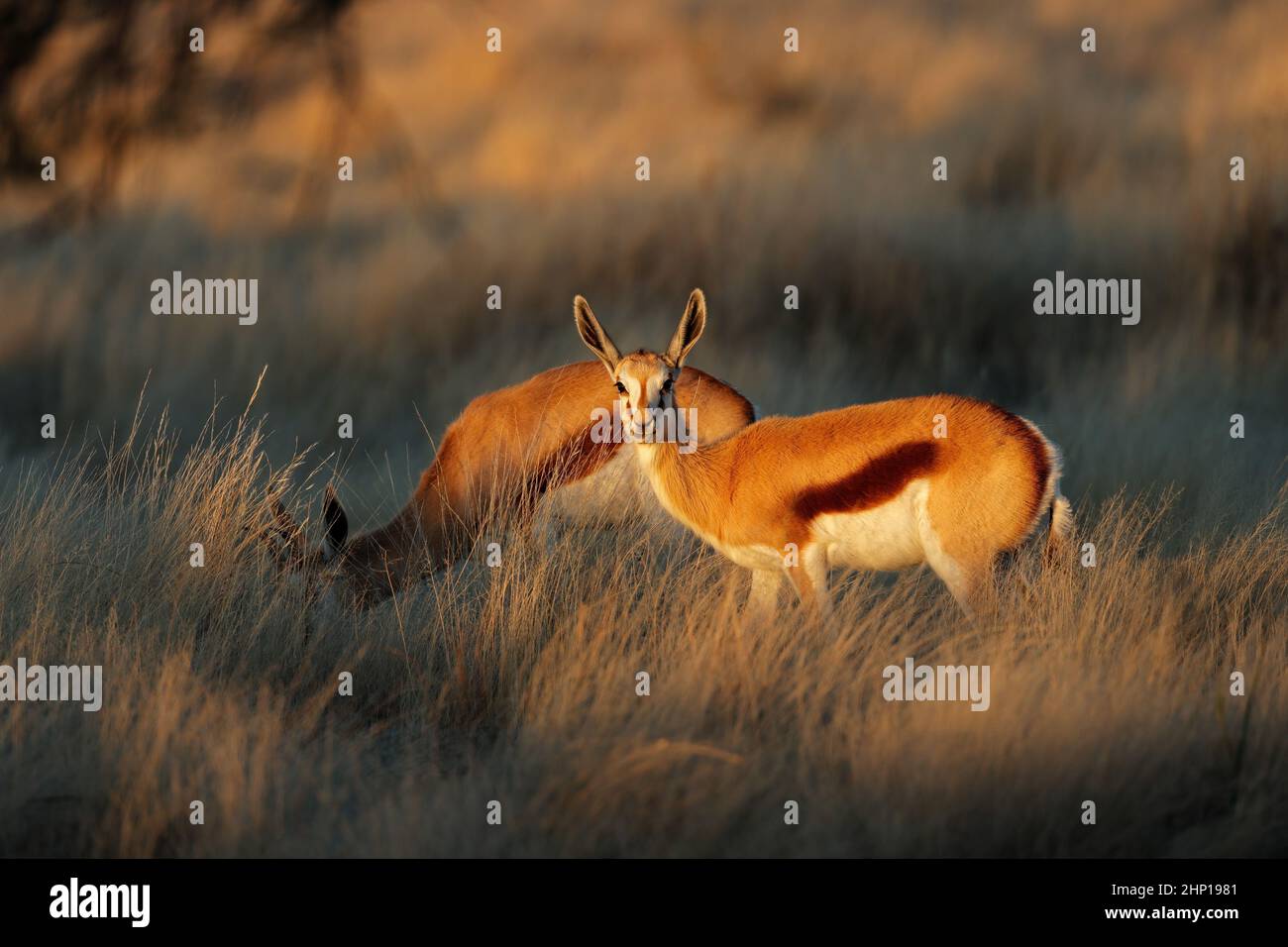 Springbok antelopes (Antidorcas marsupialis) in late afternoon light ...