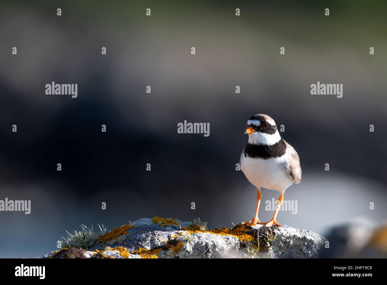 Little ringed plover juvenile hi-res stock photography and images - Alamy
