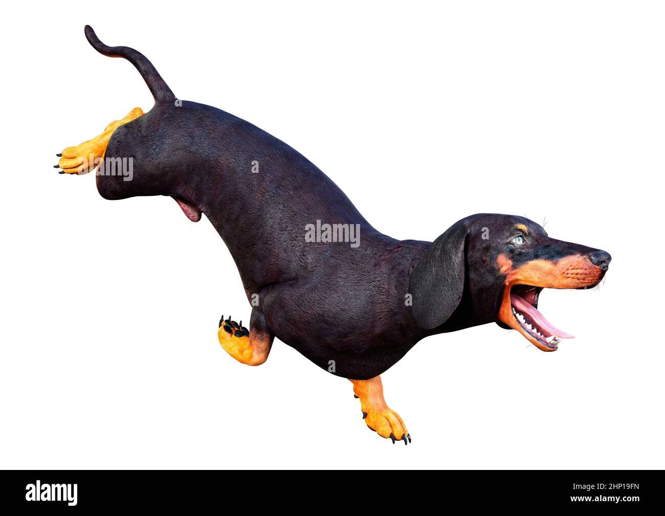 3D rendering of a dachshund or badger dog or sausage dog isolated on ...
