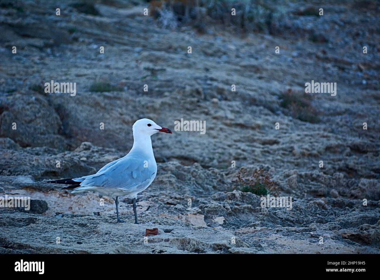 Profile view of seagull above hi-res stock photography and images - Alamy