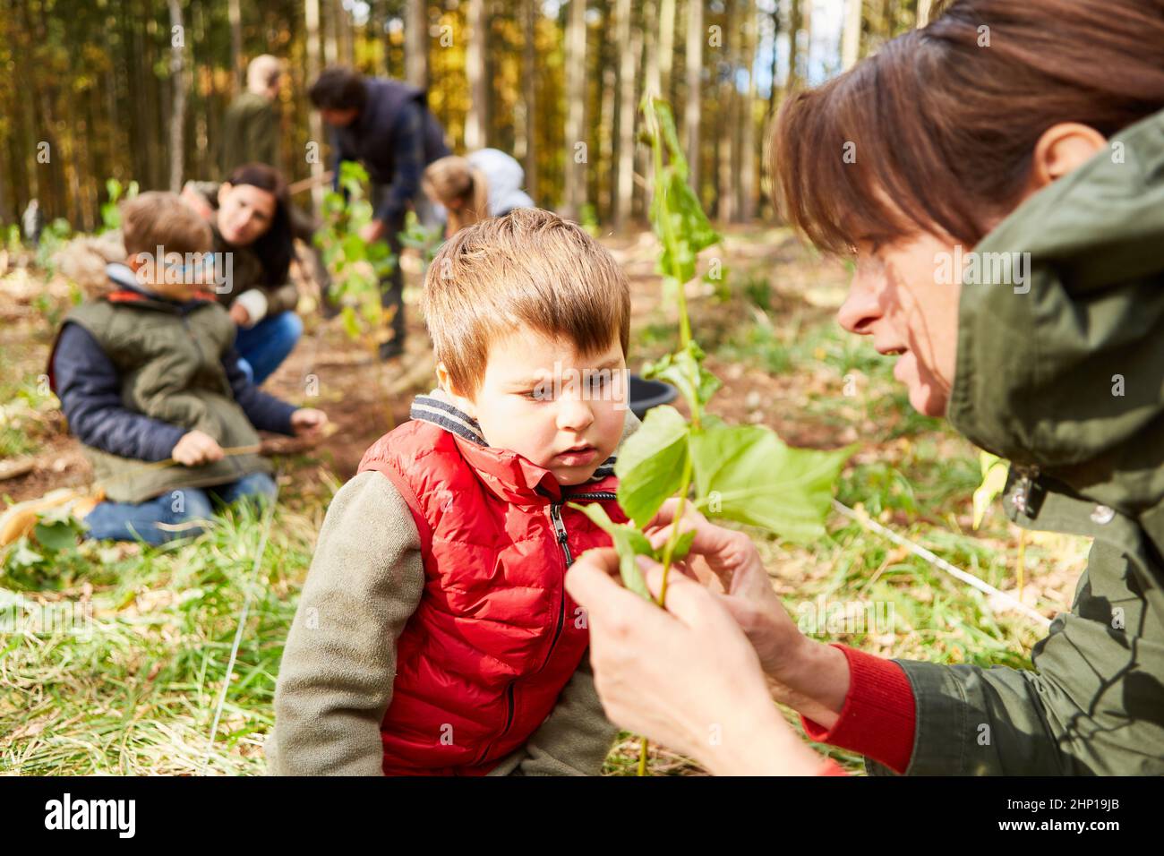 Boy and teacher determining the tree in the forest when planting a tree ...