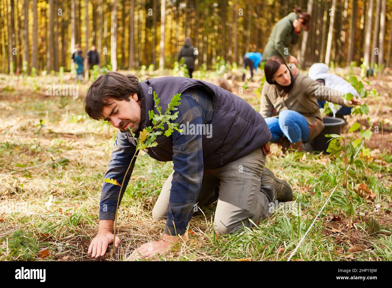 Foresters and volunteers planting trees in the forest as an ...