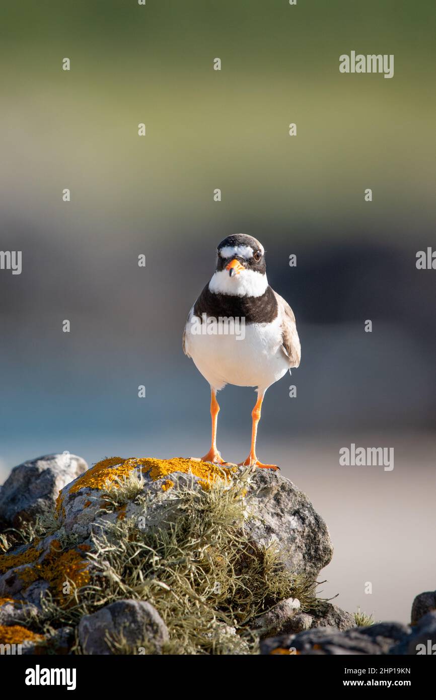 Cute common ringed plover hi-res stock photography and images - Alamy