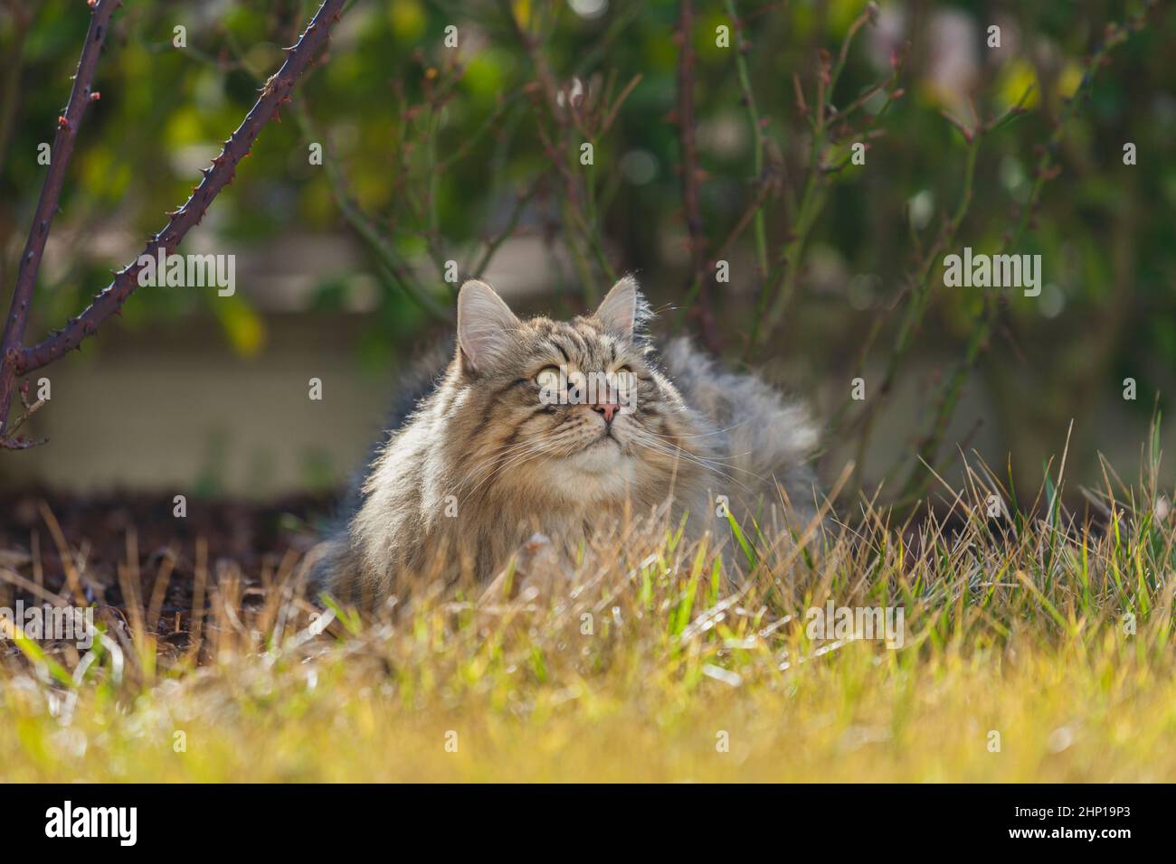 Adorable brown tabby cat of siberian breed outdoor, male gender Stock ...