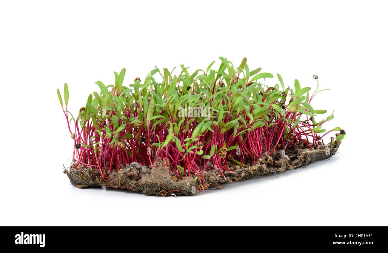 fresh beet sprouts isolated on white background. Microgreen for salad ...