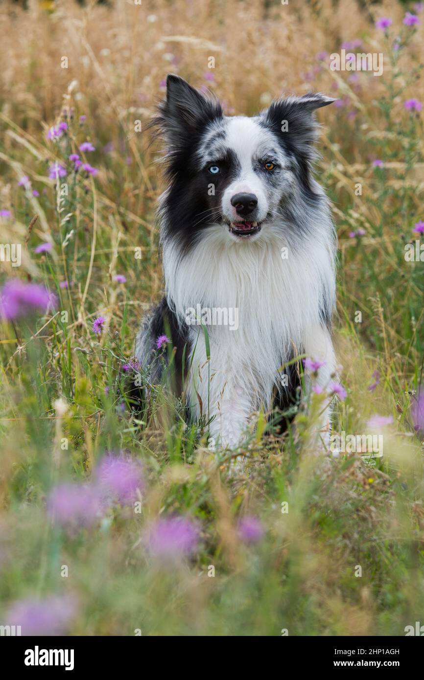 Border collie dog in a wild flower meadow Stock Photo - Alamy