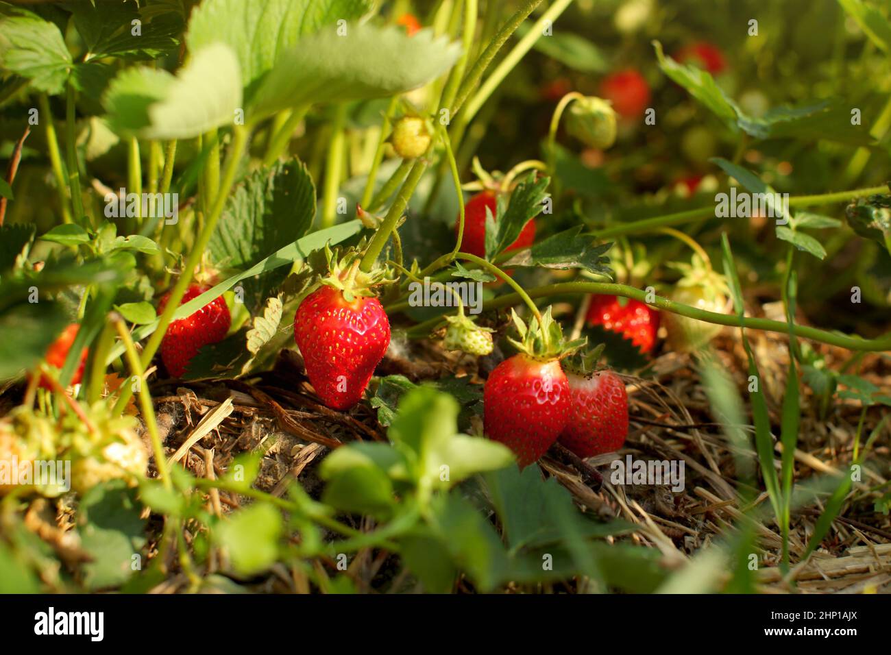 Strawberries, ripe and unripe, lit by sun on a berries farm plantation ...