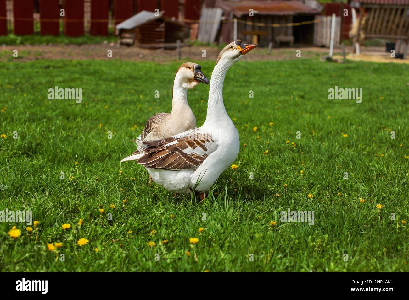 Pair of domesticated geese on a farm Stock Photo - Alamy