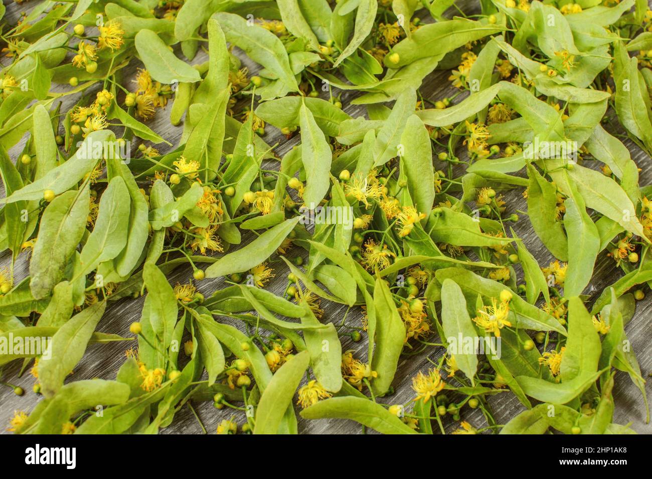 Linden (Tilia platyphyllos) flowers being dried for herbal tea. Table ...