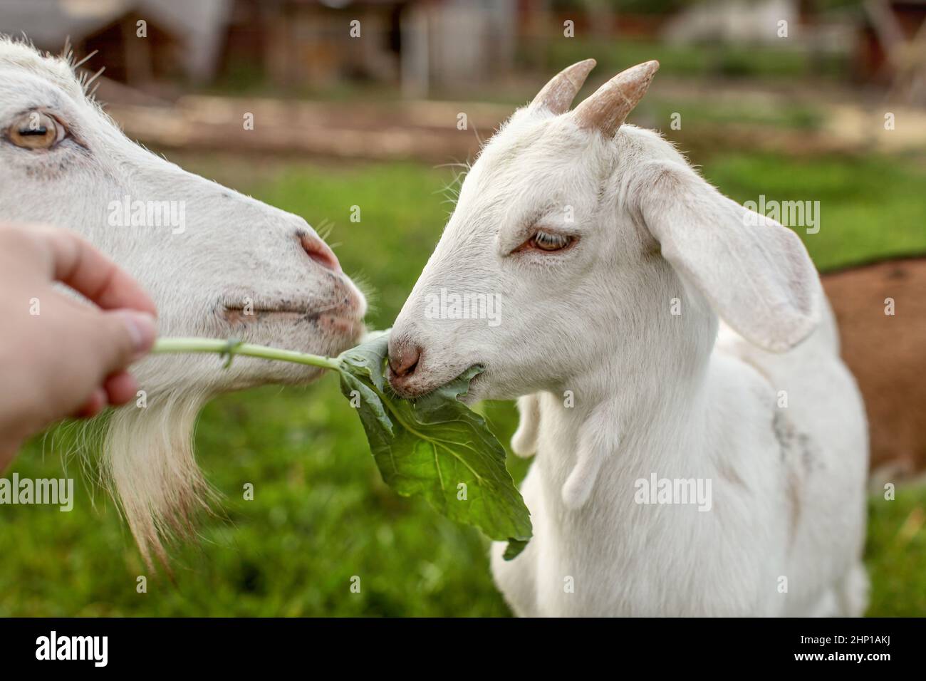 Baby goat eating leaves hi-res stock photography and images - Alamy