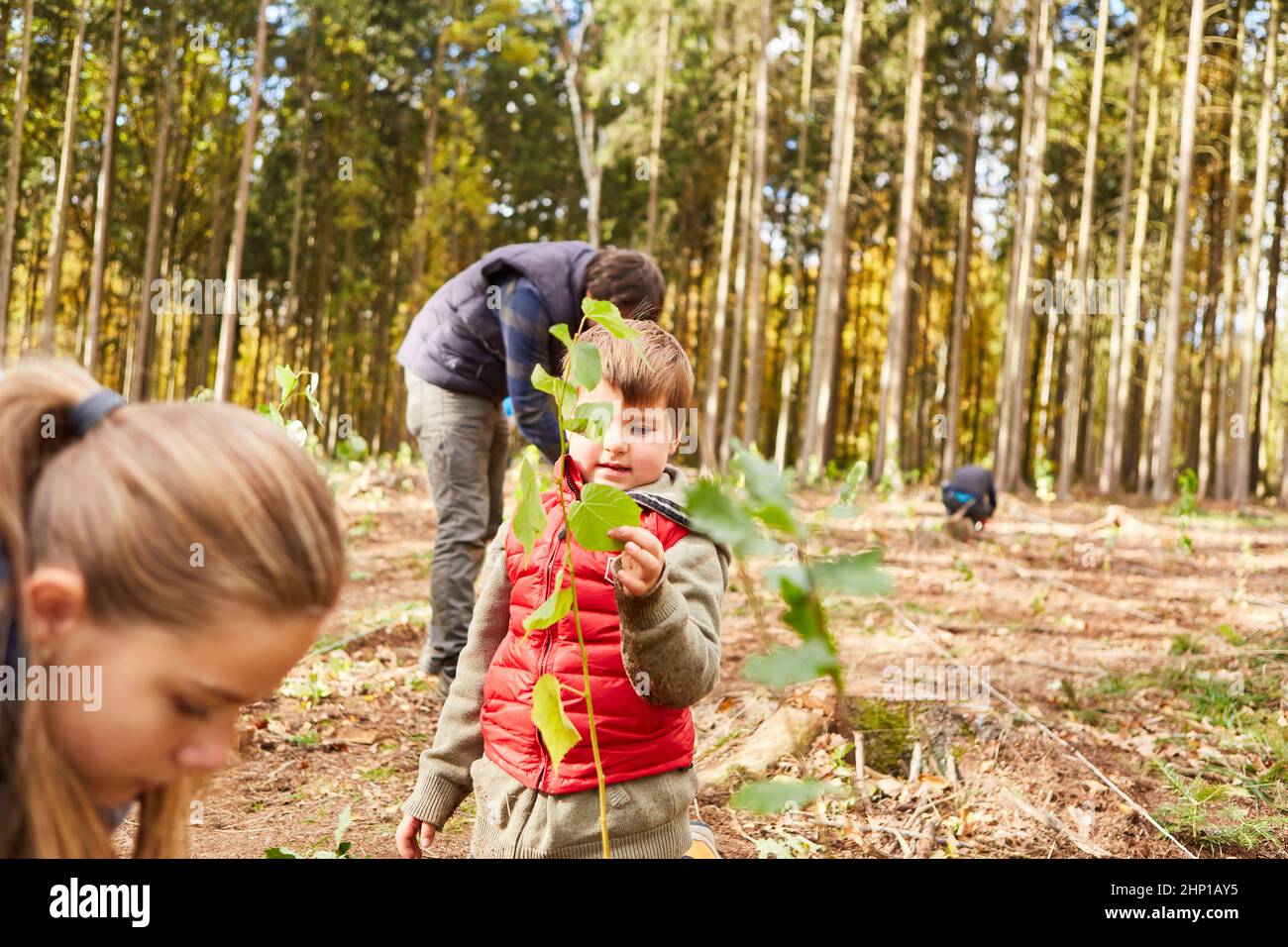 Children help plant trees in the forest for sustainable reforestation ...