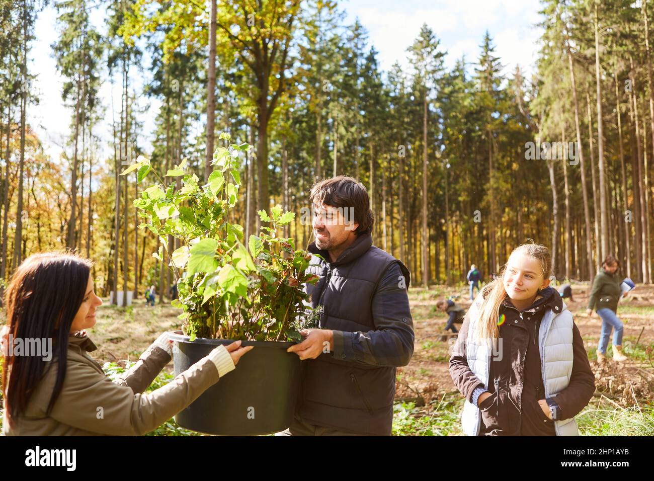 Children help foresters plant trees in the forest in a sustainable ...