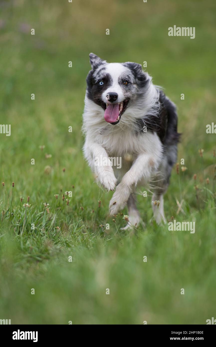 Border collie dog in a wild flower meadow Stock Photo - Alamy