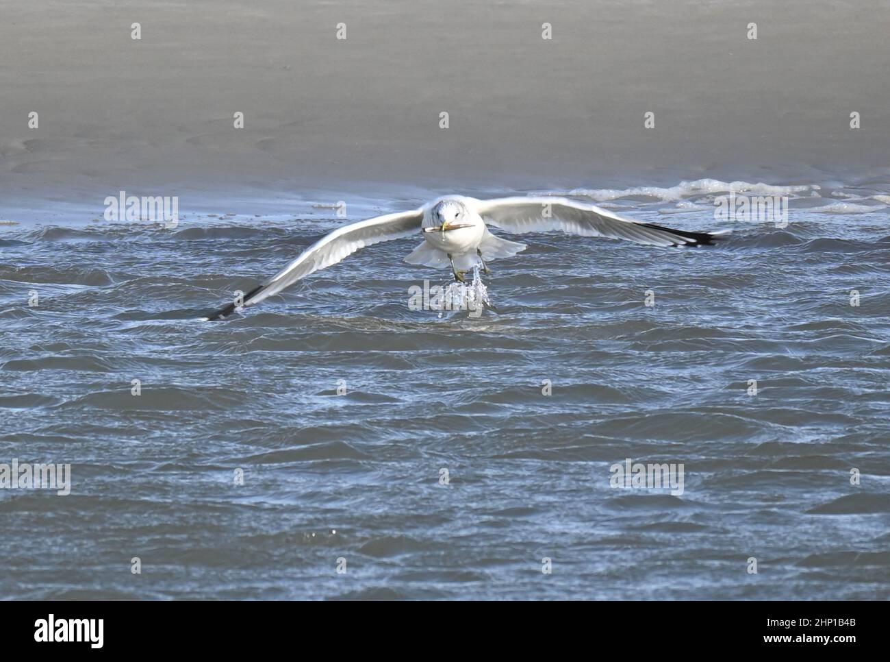 hunting seagull with shell on Langeoog Stock Photo - Alamy