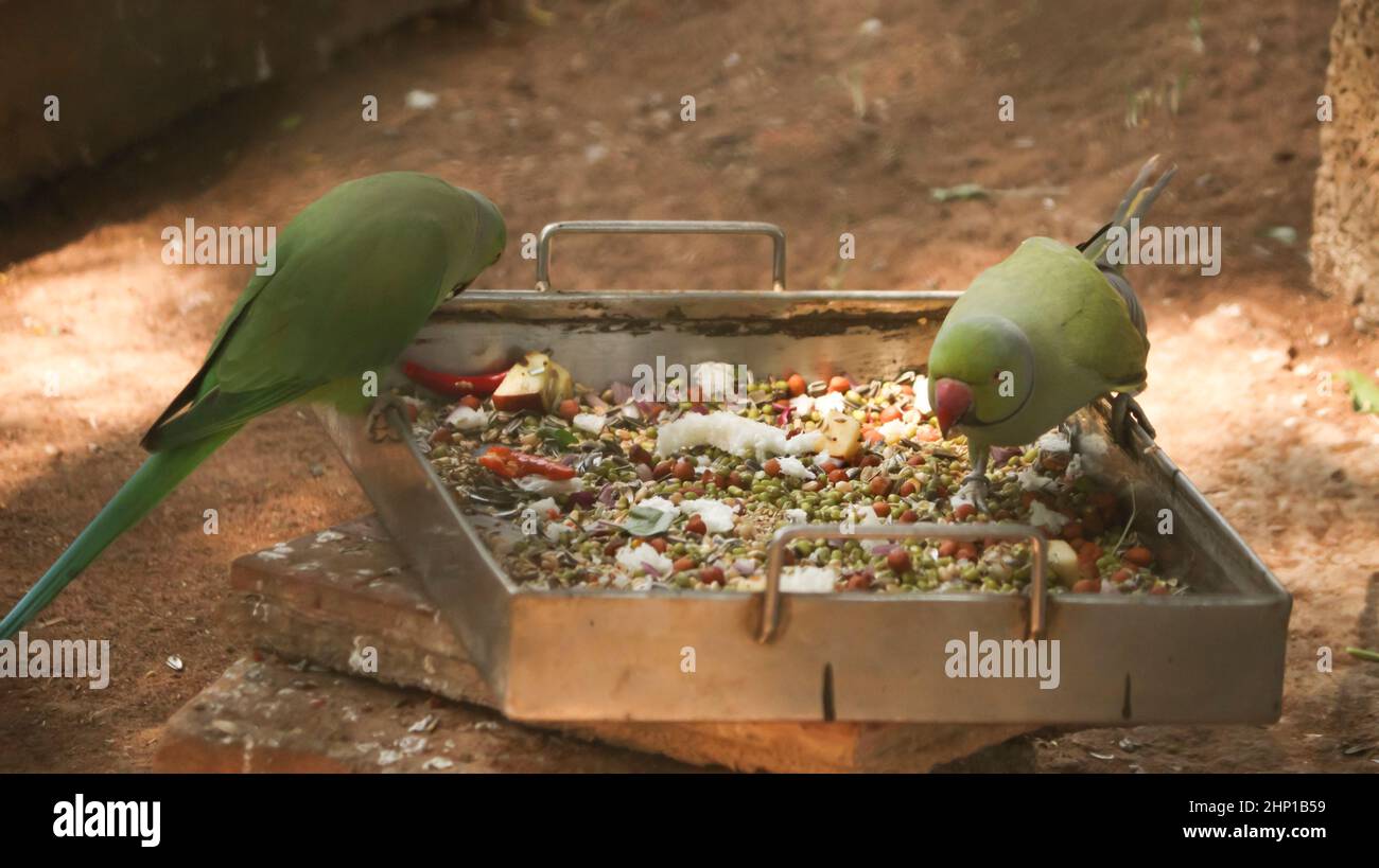 Parrots eat hi-res stock photography and images - Alamy