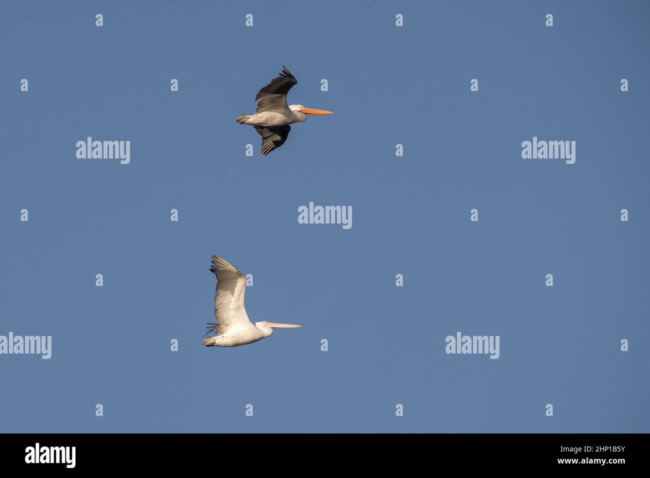 Croup of birds hi-res stock photography and images - Alamy