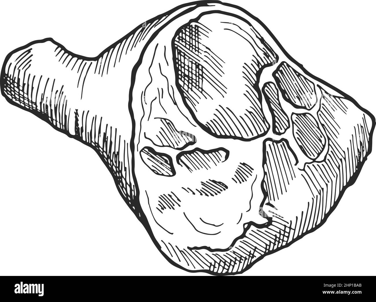 Roast meat bone on Stock Vector Images - Alamy