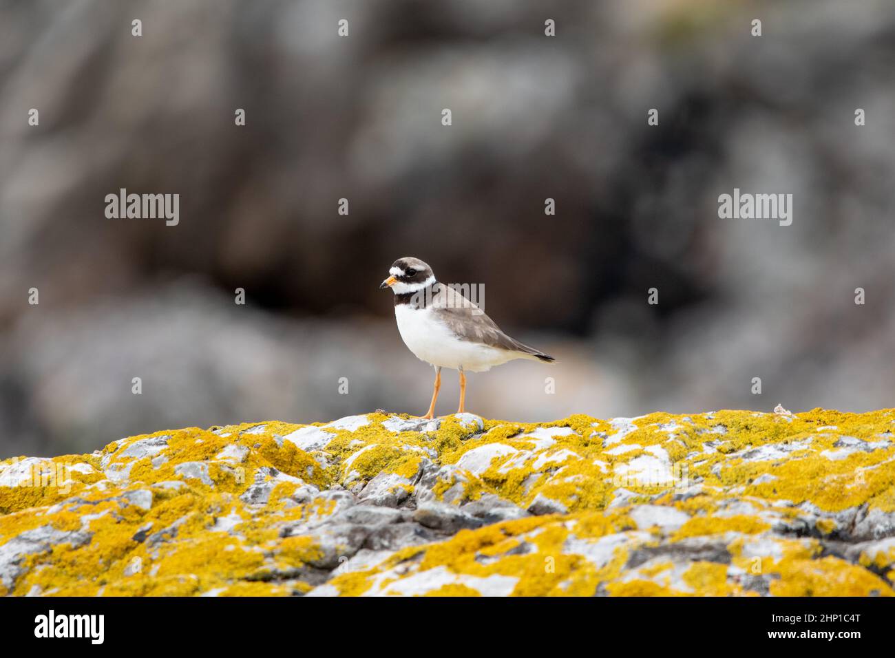 Migratory plover hi-res stock photography and images - Alamy