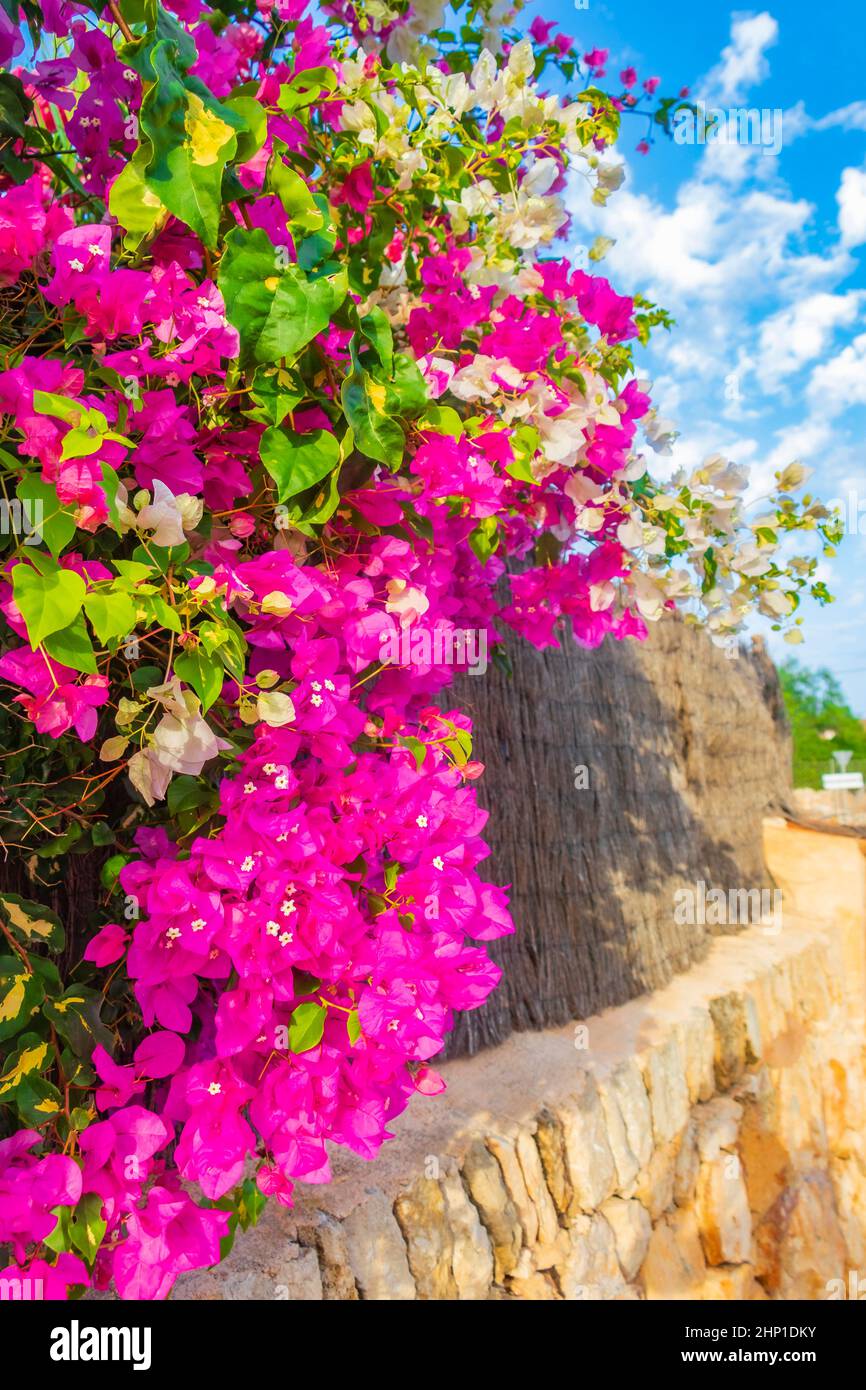 Pink red triplet flowers on hi-res stock photography and images - Alamy