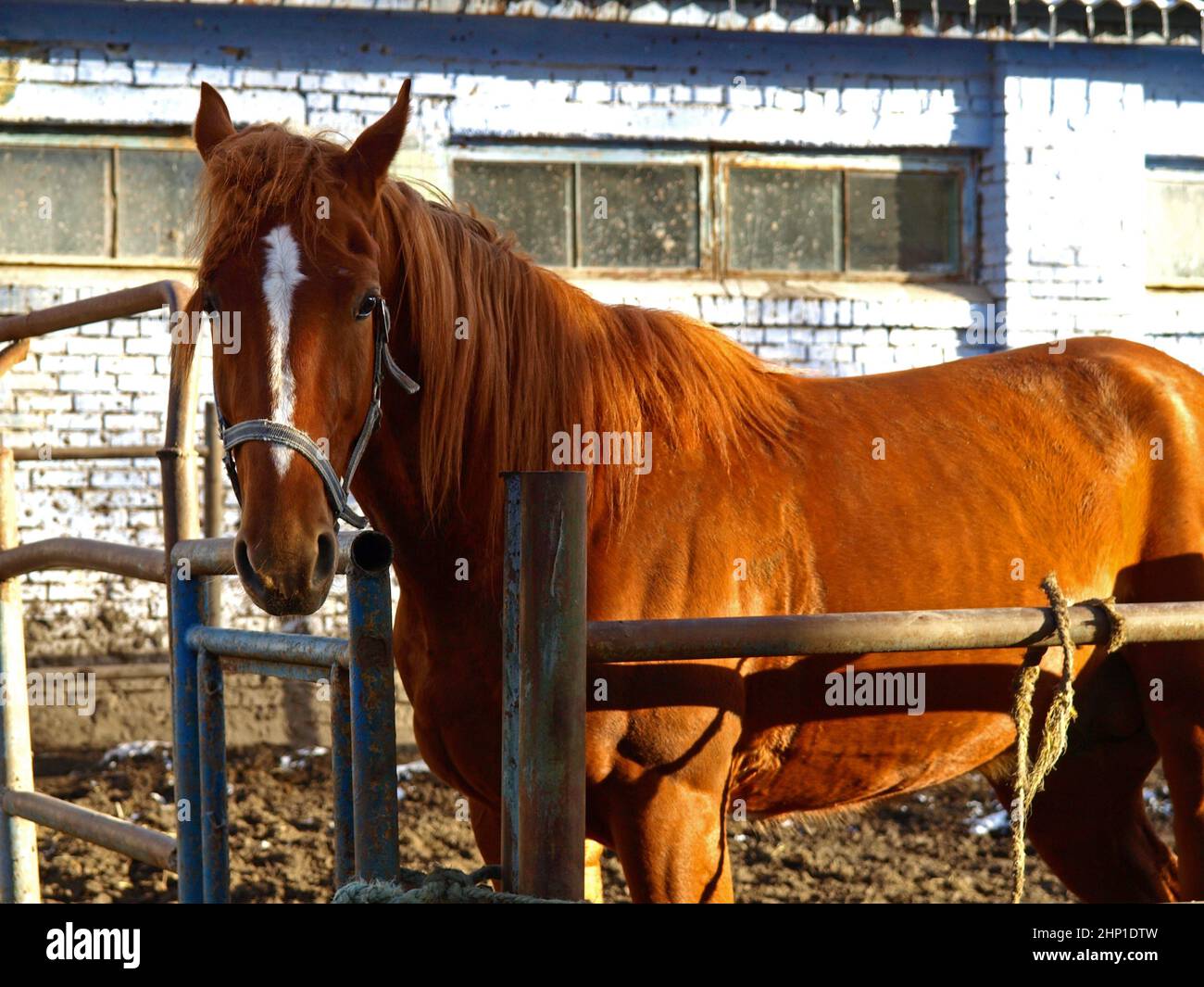 Red (bay) horse. A beautiful and well-groomed racehorse on a farm ...