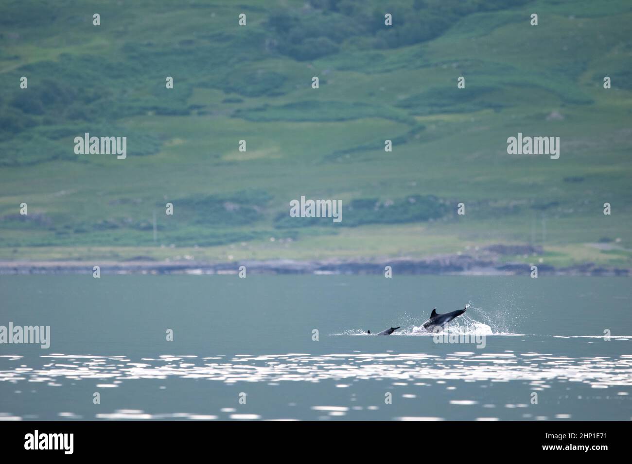 Isle of mull dolphin hi-res stock photography and images - Alamy