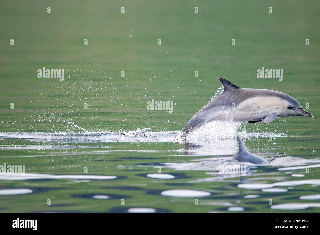 Flipper dolphin hi-res stock photography and images - Alamy
