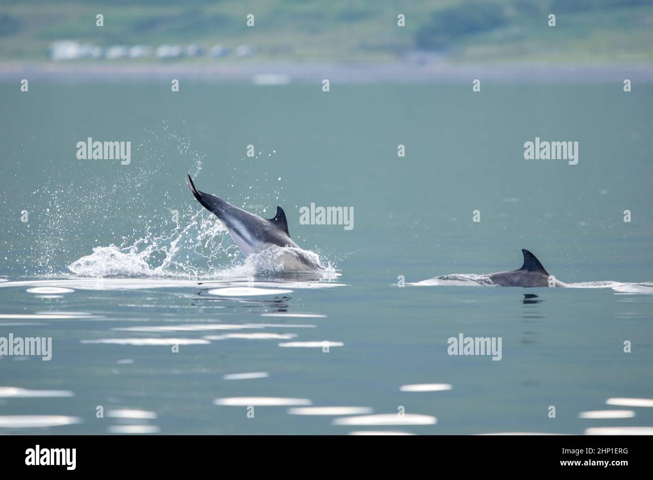 Flipper dolphin hi-res stock photography and images - Alamy