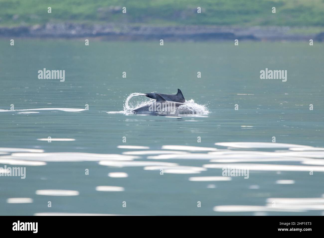 Flipper dolphin hi-res stock photography and images - Alamy