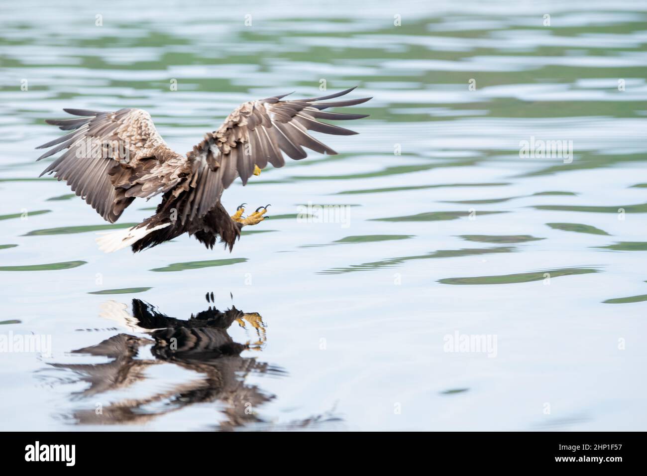 White-Tailed Sea Eagle in Flight on the Isle of Mull Stock Photo - Alamy