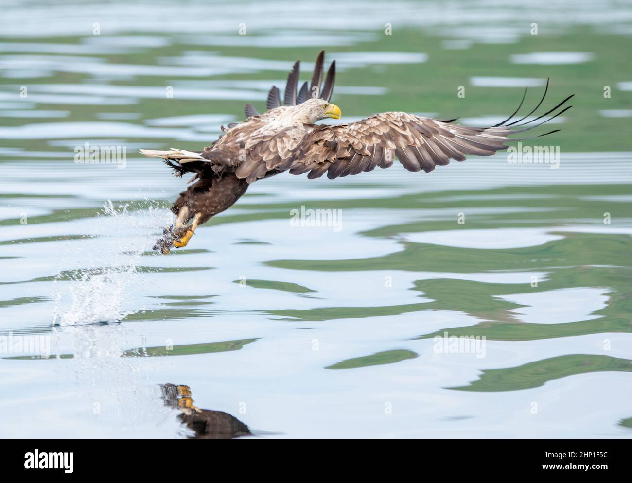 White-Tailed Sea Eagle in Flight on the Isle of Mull Stock Photo - Alamy