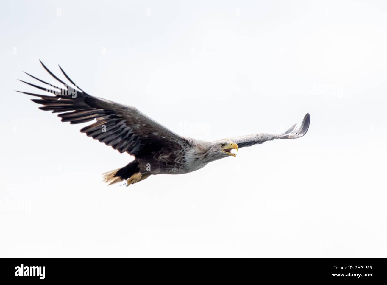 White-Tailed Sea Eagle in Flight on the Isle of Mull Stock Photo - Alamy