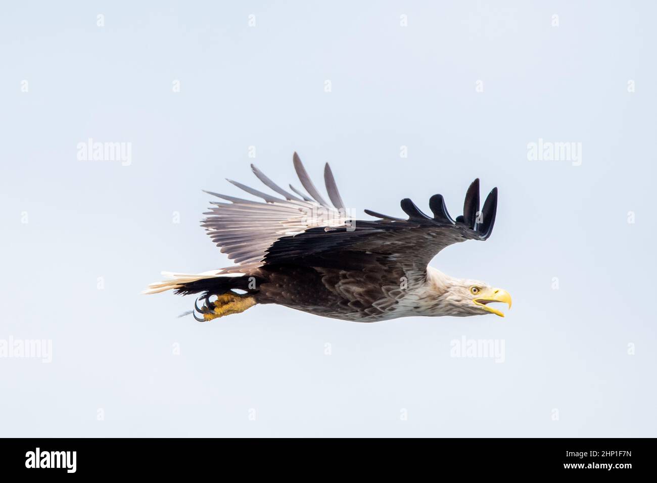White-Tailed Sea Eagle in Flight on the Isle of Mull Stock Photo - Alamy