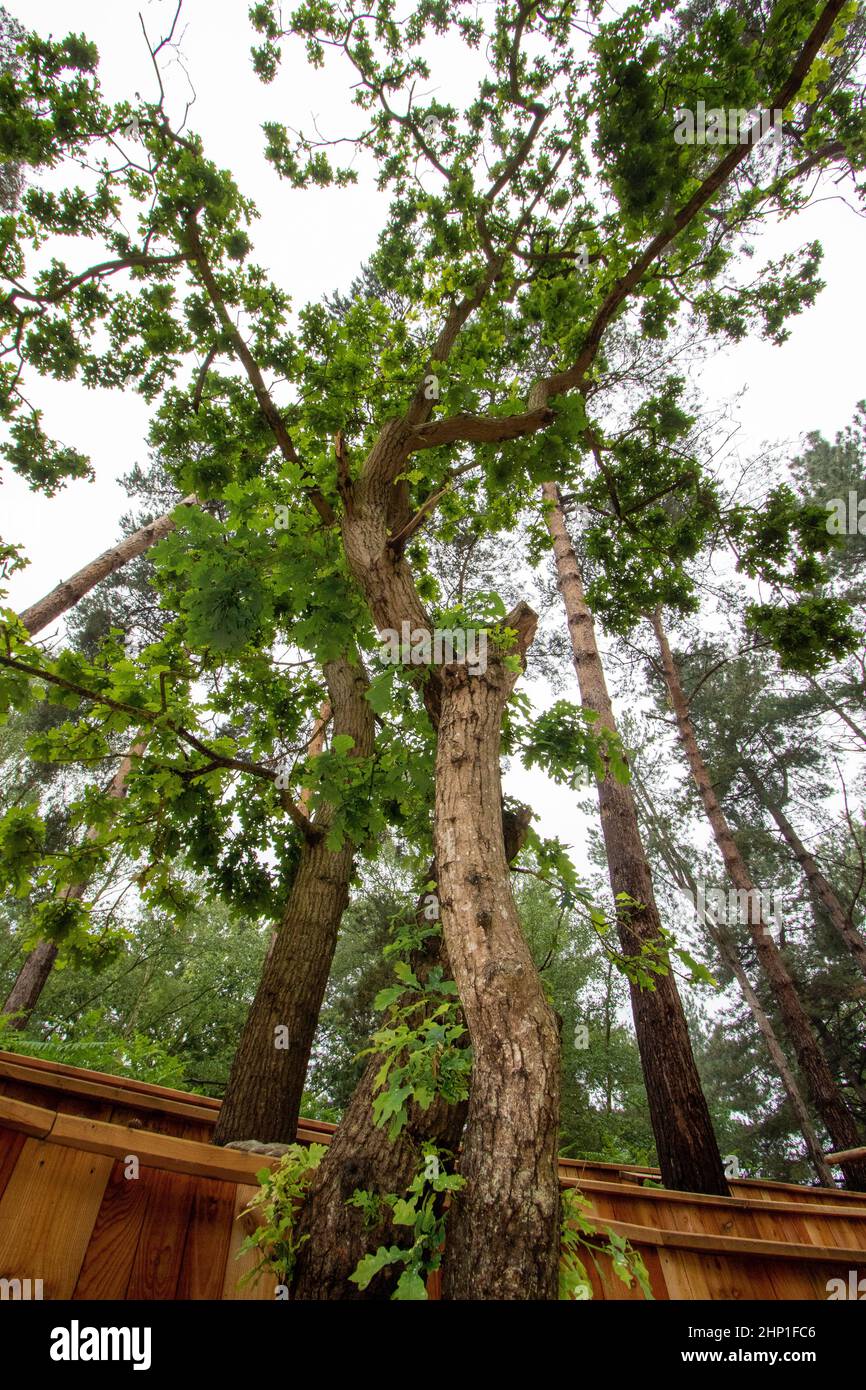 Growing trees included in the seating at the Thorington Outdoor Theatre ...