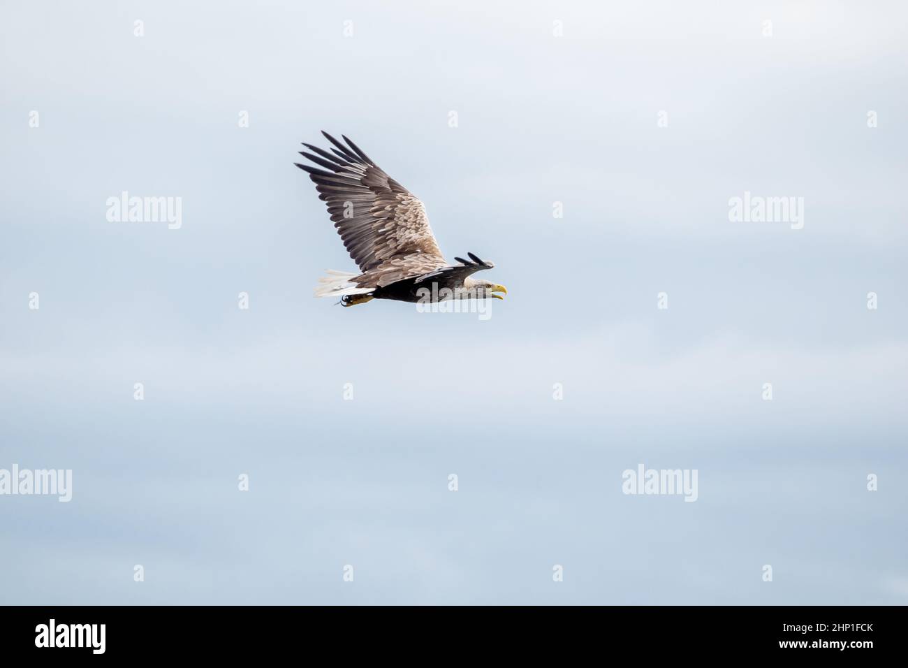 White-Tailed Sea Eagle in Flight on the Isle of Mull Stock Photo - Alamy