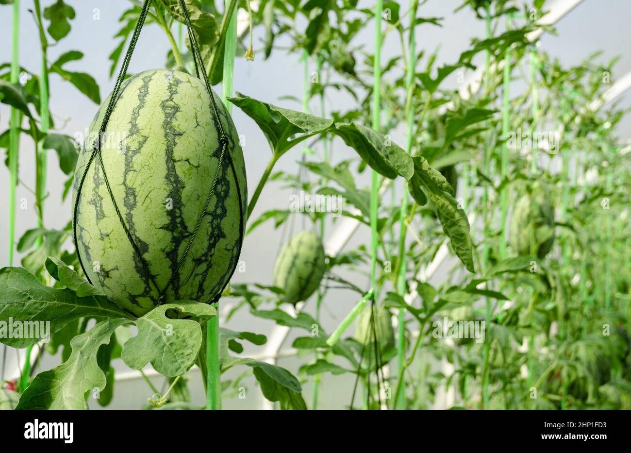 Watermelon plantation in greenhouse with unripe tropical fruit Stock ...