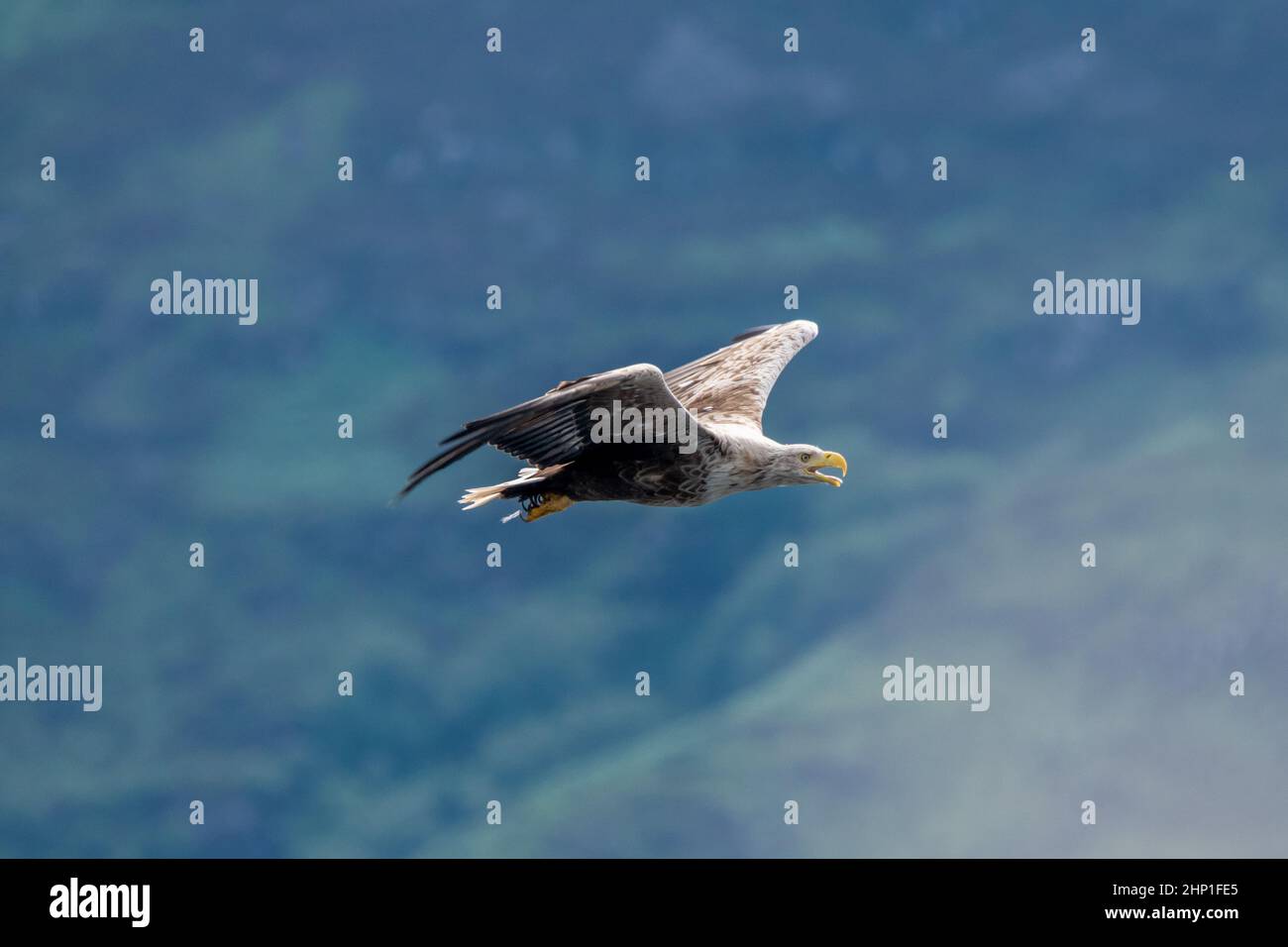 White-Tailed Sea Eagle in Flight on the Isle of Mull Stock Photo - Alamy