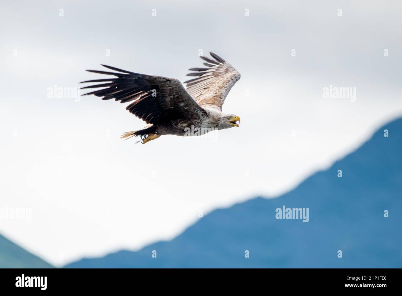 White-Tailed Sea Eagle in Flight on the Isle of Mull Stock Photo - Alamy