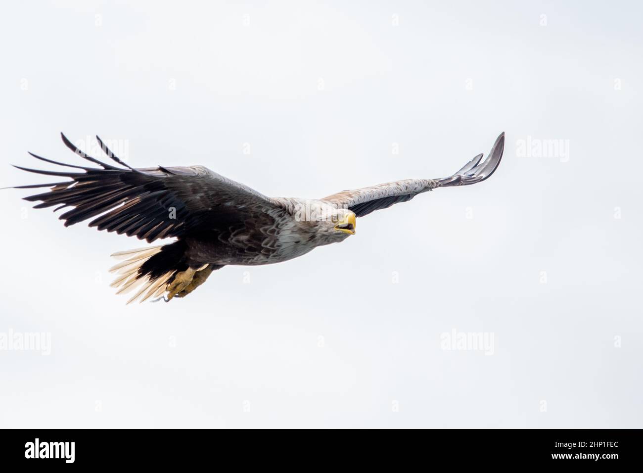 White-Tailed Sea Eagle in Flight on the Isle of Mull Stock Photo - Alamy