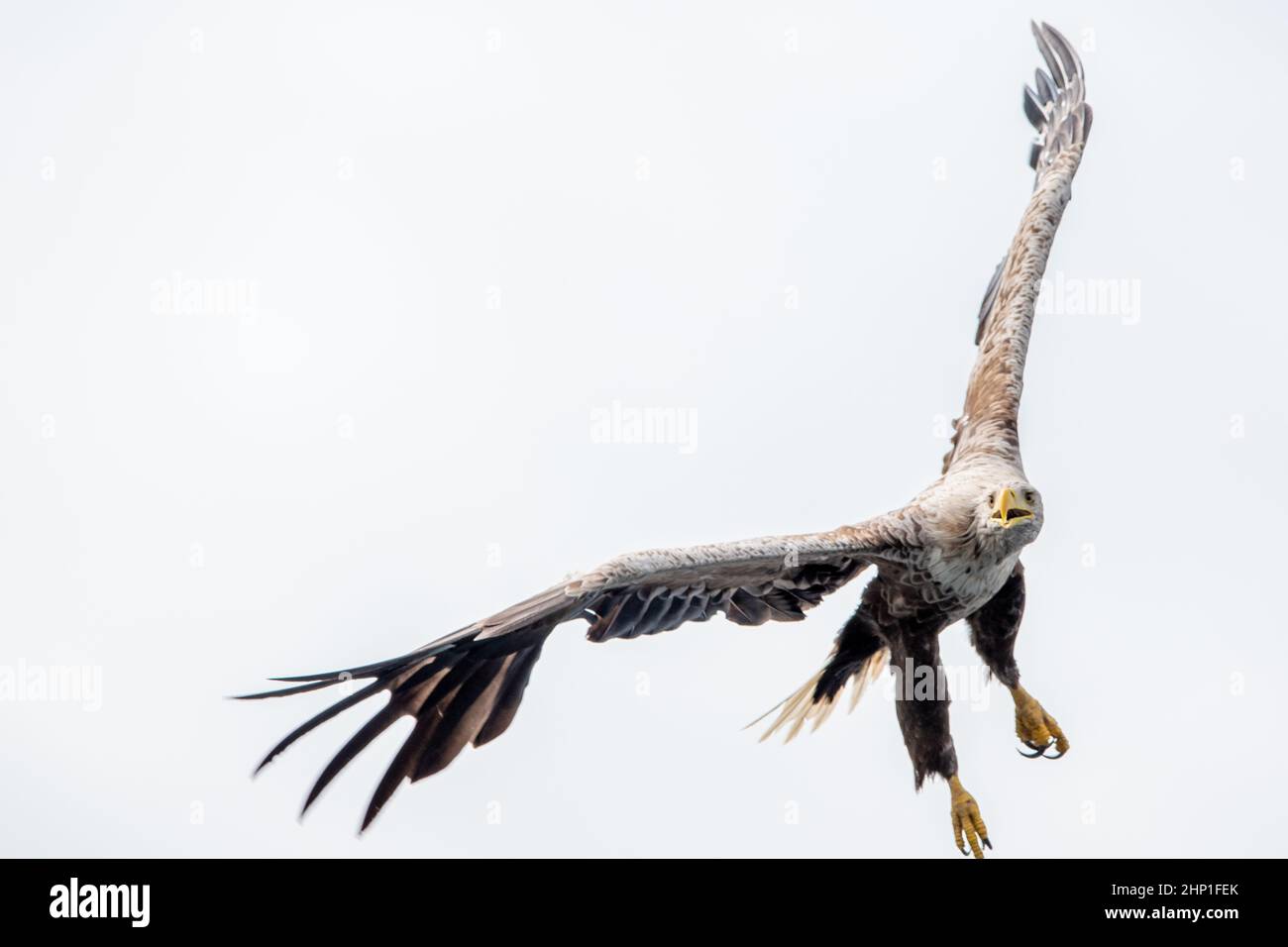 White-Tailed Sea Eagle in Flight on the Isle of Mull Stock Photo - Alamy