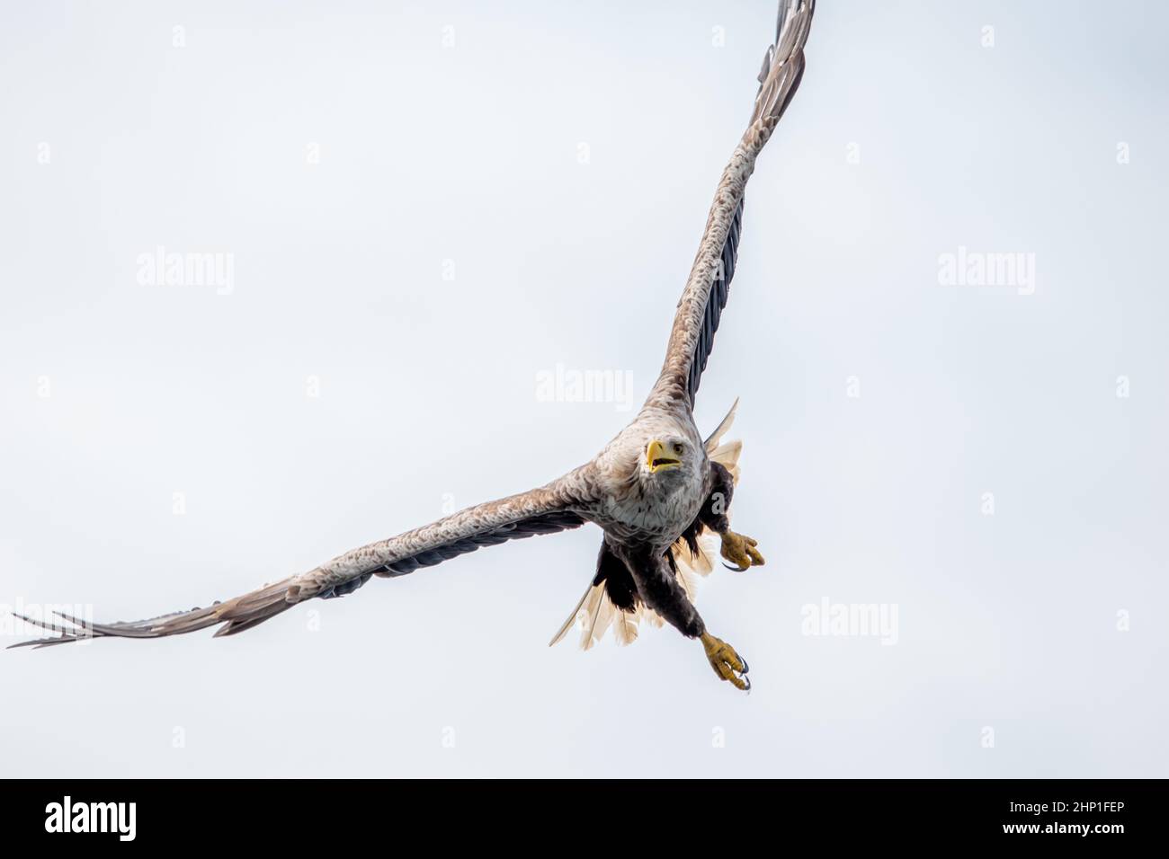 White-Tailed Sea Eagle in Flight on the Isle of Mull Stock Photo - Alamy