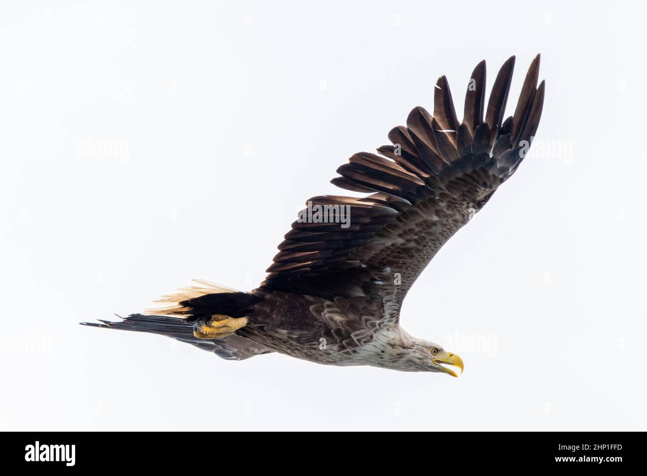 White-Tailed Sea Eagle in Flight on the Isle of Mull Stock Photo - Alamy